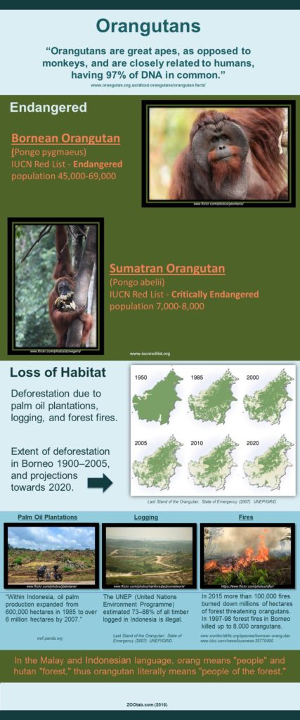 Endangered Orangutans and Loss of Habitat – ZooTab Blog